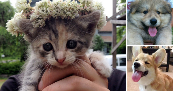 7 Cutest Things Ever to Roam the Face of the Earth – Cutestist